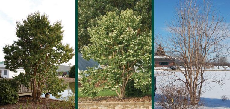 Seven Son Flower | Johnson's Nursery | KB