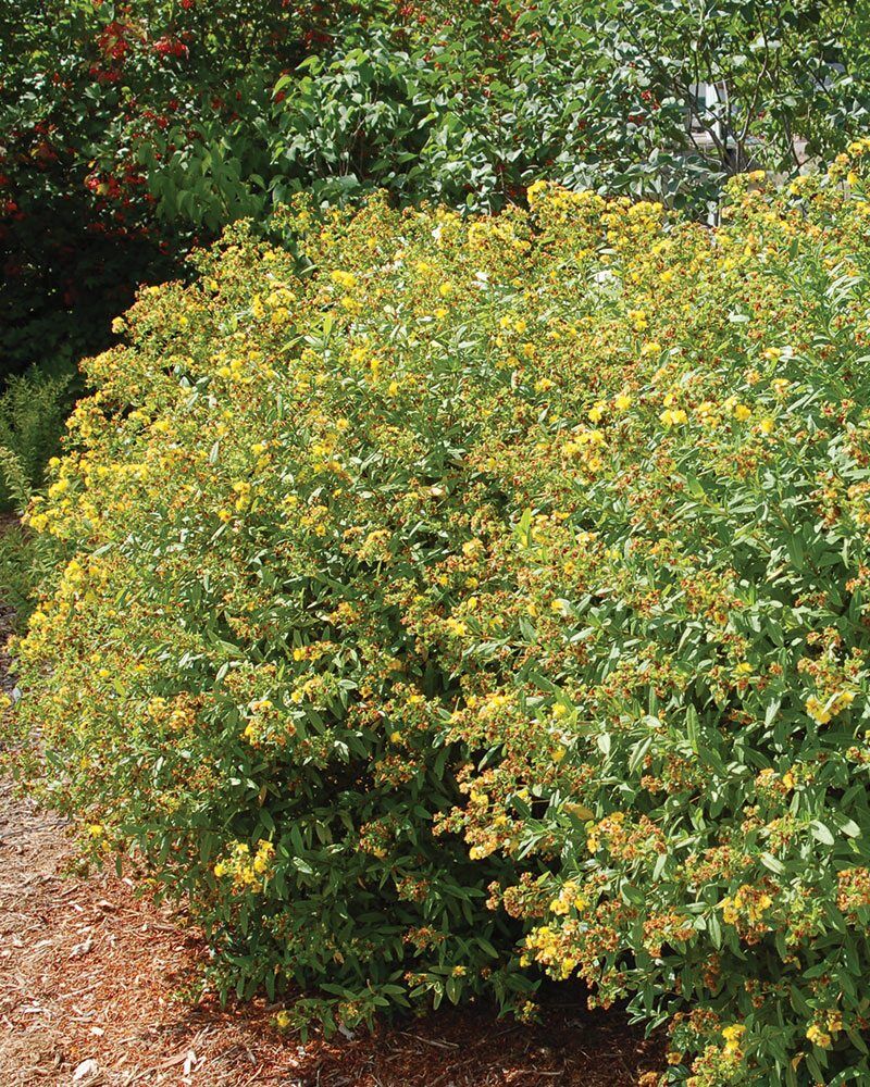 Wisconsin Native Shrubs | Johnson's Nursery | Knowledgebase