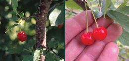 Evans Bali Cherry | Johnson's Nursery | KB