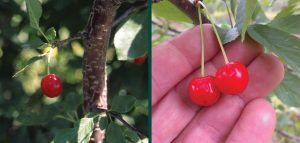 Evans Bali Cherry | Johnson's Nursery | KB