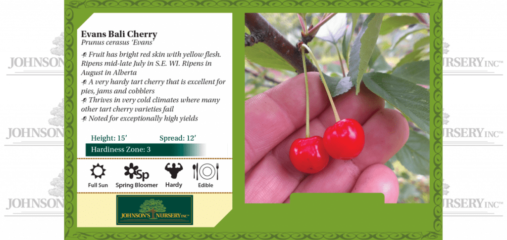 Evans Bali Cherry | Johnson's Nursery | KB