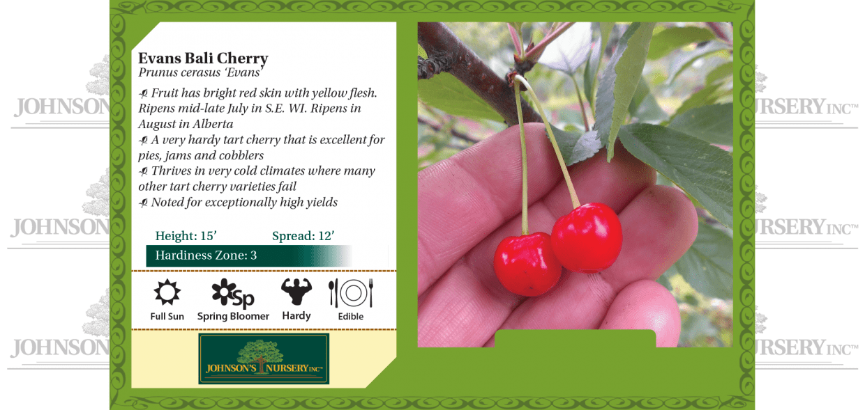Evans Bali Cherry | Johnson's Nursery | KB