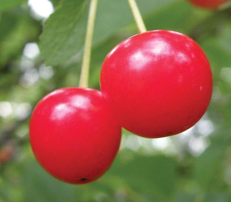 Montmorency Cherry | Johnson's Nursery | KB