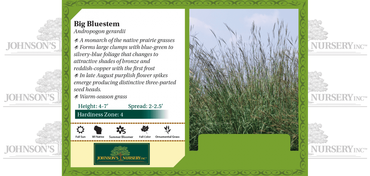 Big Bluestem | Johnson's Nursery | KB