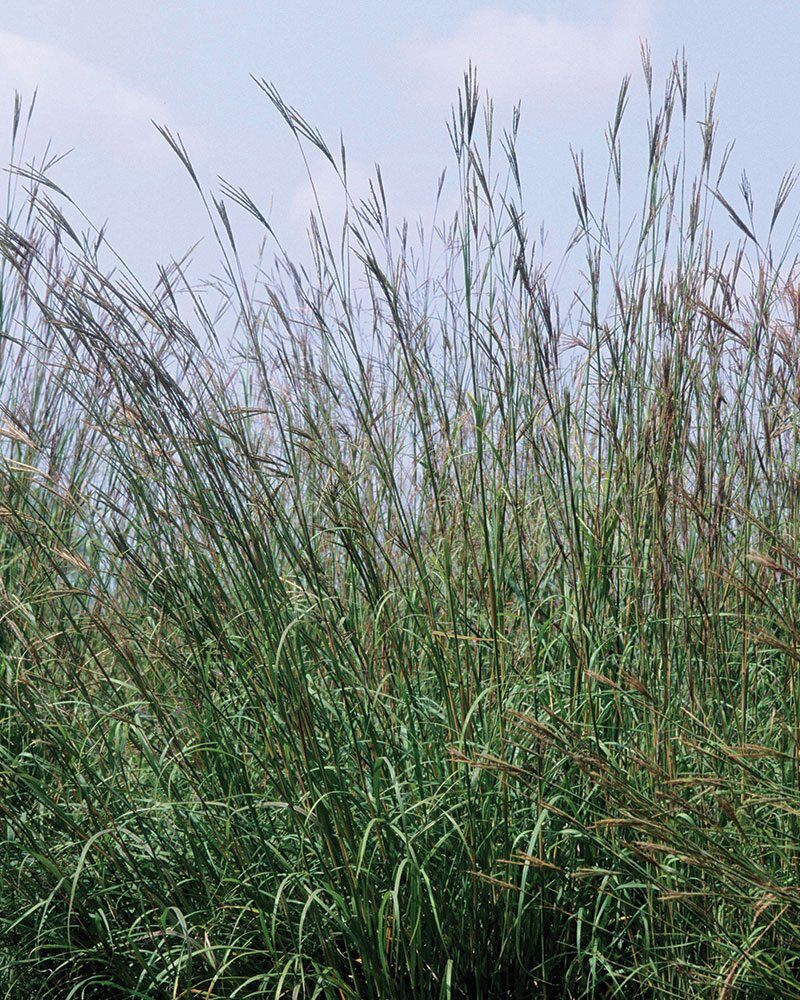 Wisconsin Native Grasses | Johnson's Nursery | Knowledgebase