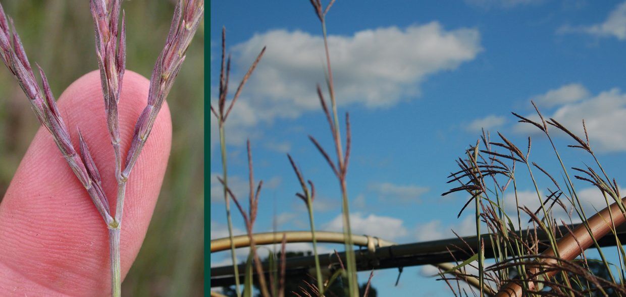 Big Bluestem | Johnson's Nursery | KB