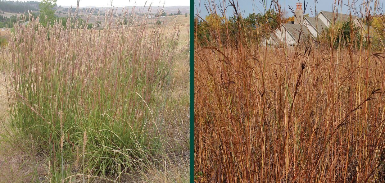 Big Bluestem | Johnson's Nursery | KB