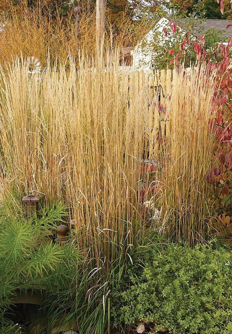 Karl Foerster Feather Reed Grass | Johnson's Nursery | KB