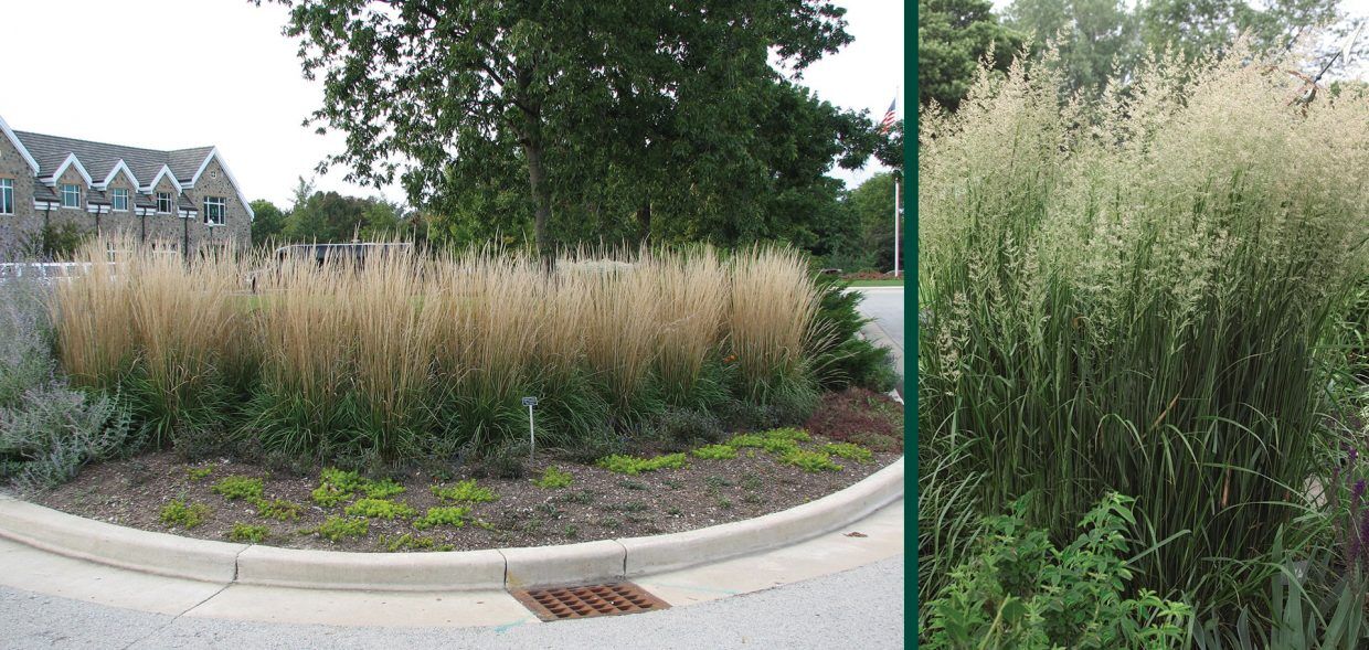 Karl Foerster Feather Reed Grass | Johnson's Nursery | KB