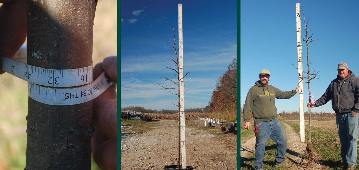 Container Grown Trees | Johnson's Nursery | KB
