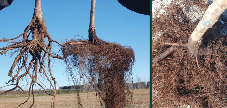 Container Grown Trees | Johnson's Nursery | KB