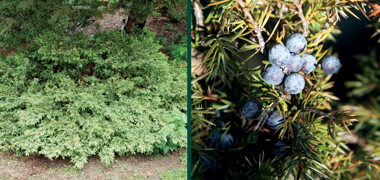 Native Junipers You Should Know | Johnson's Nursery | KB