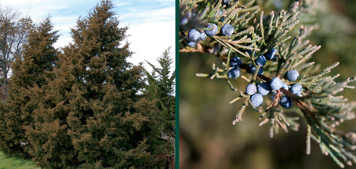 Native Junipers You Should Know | Johnson's Nursery | KB