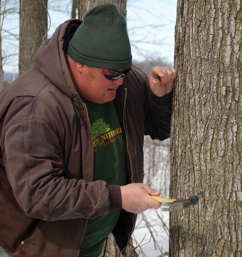 Tapping Maple Syrup | Johnson's Nursery | KB