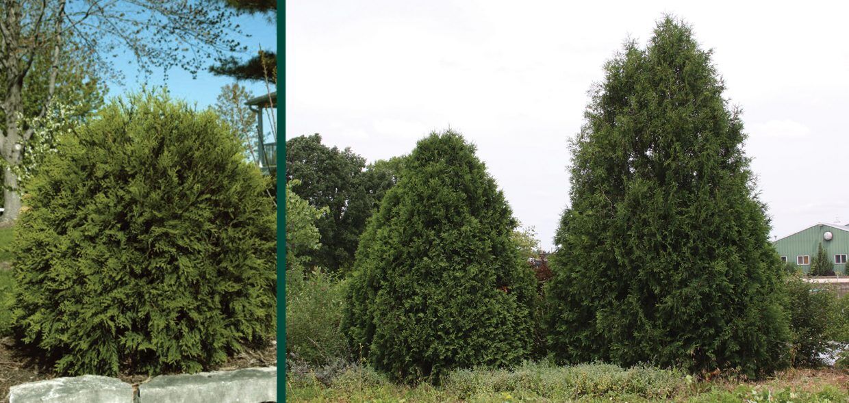 Technito® Arborvitae | Johnson's Nursery | KB