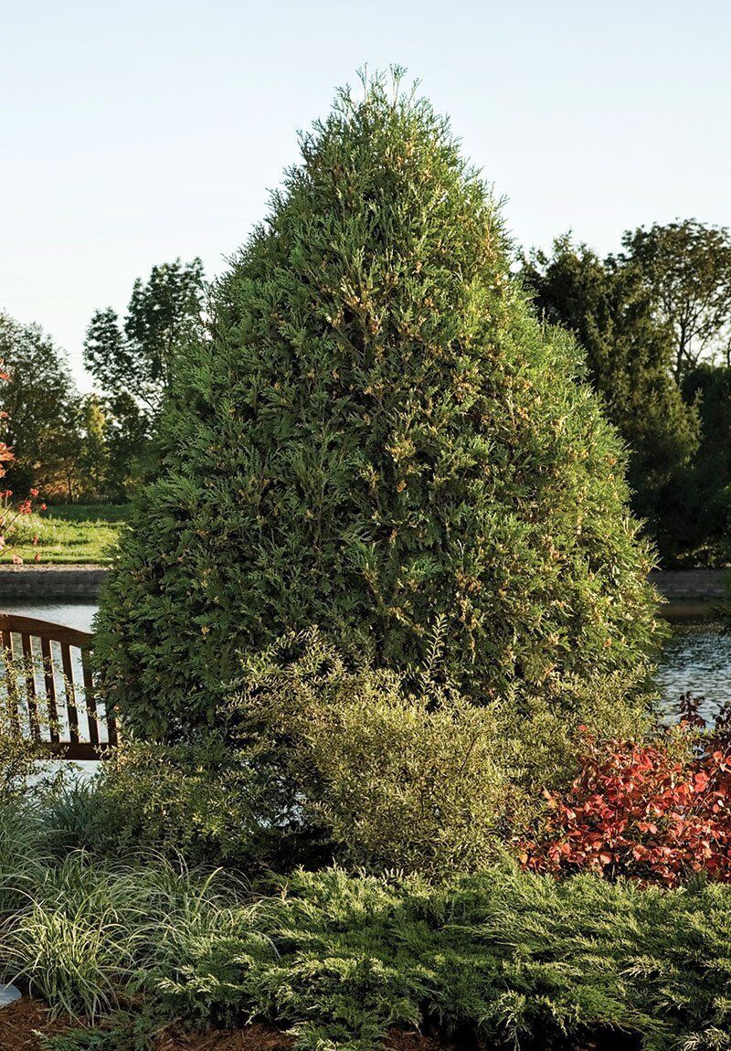 Technito® Arborvitae | Johnson's Nursery | KB
