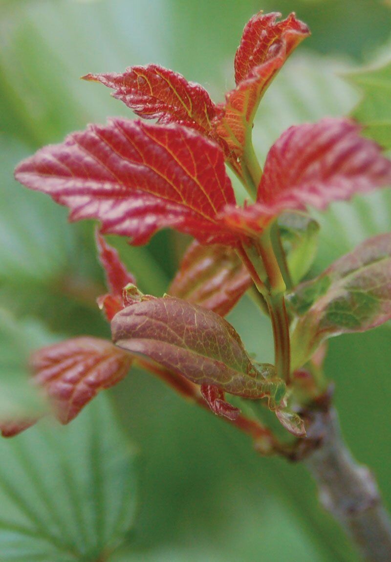 Articles Archives | Knowledgebase | Johnson's Nursery | Menomonee Falls