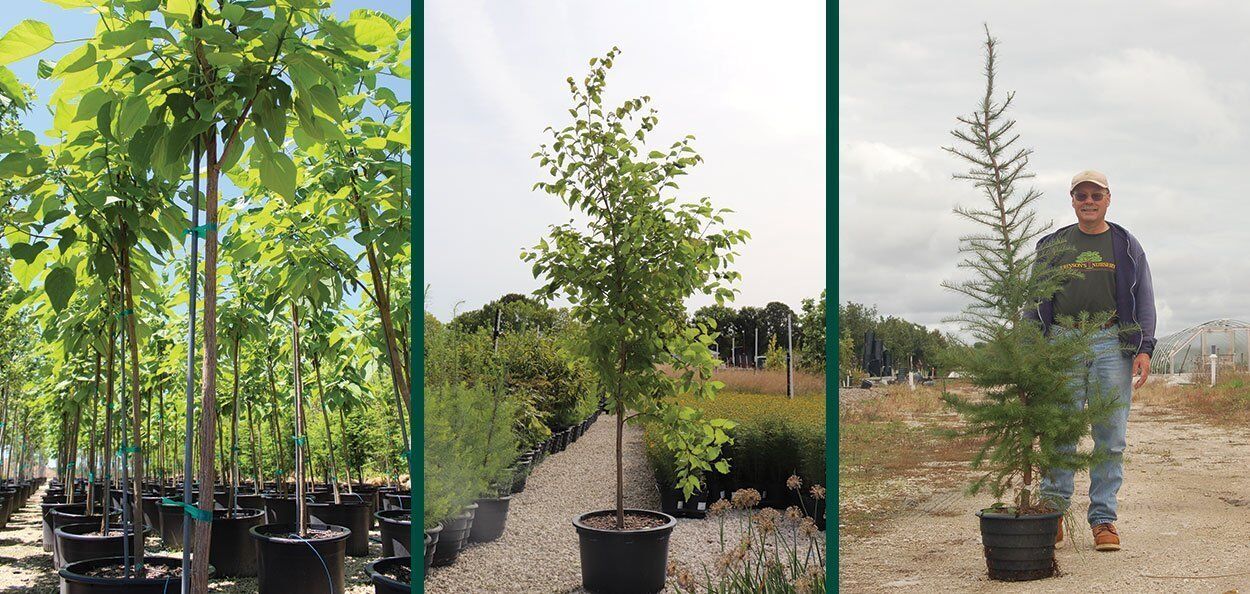 Container Grown Trees | Johnson's Nursery | KB