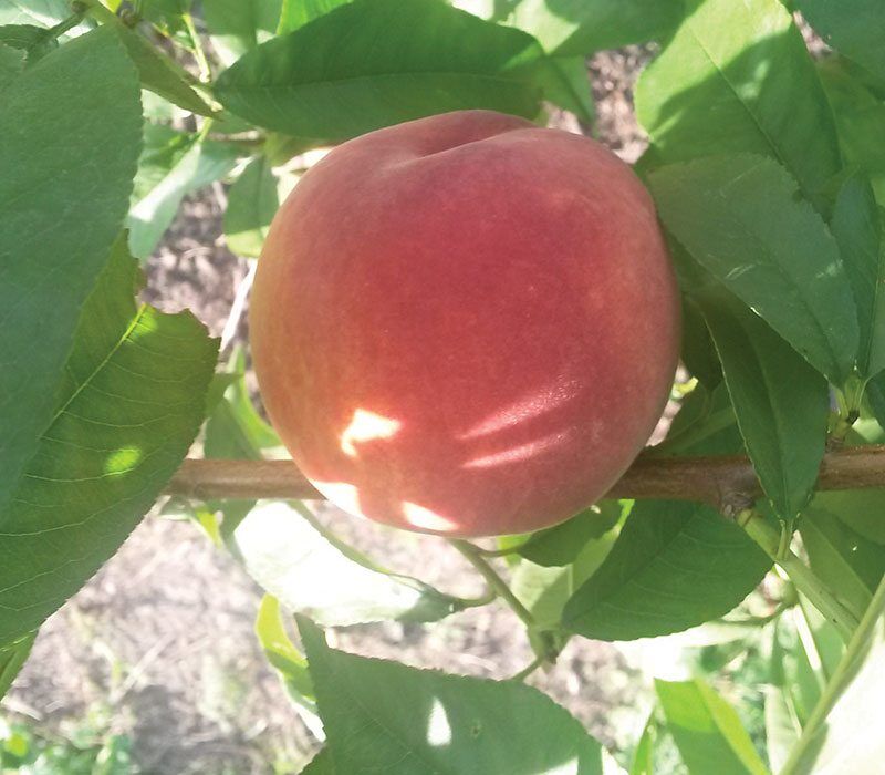 Contender Peach | Johnson's Nursery | KB