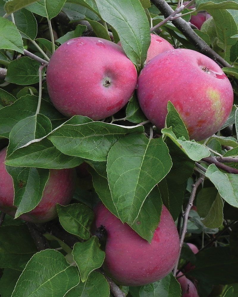 Cortland Apple | Johnson's Nursery | KB