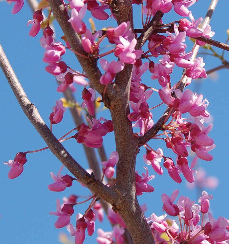 Eastern Redbud | Johnson's Nursery | KB