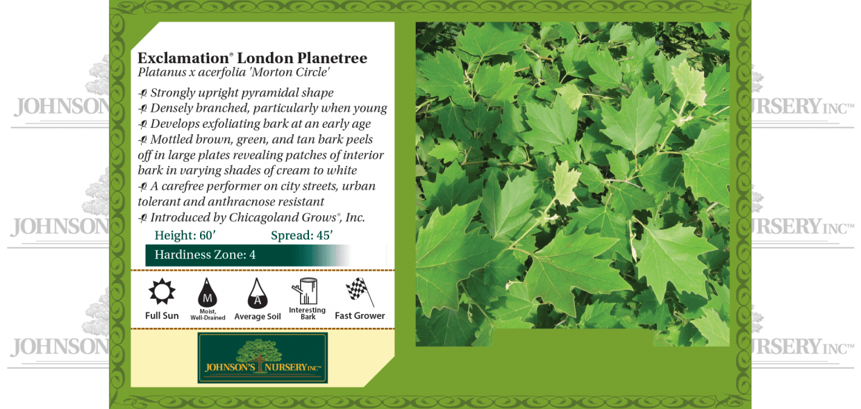 Exclamation!™ London Planetree | Johnson's Nursery | KB