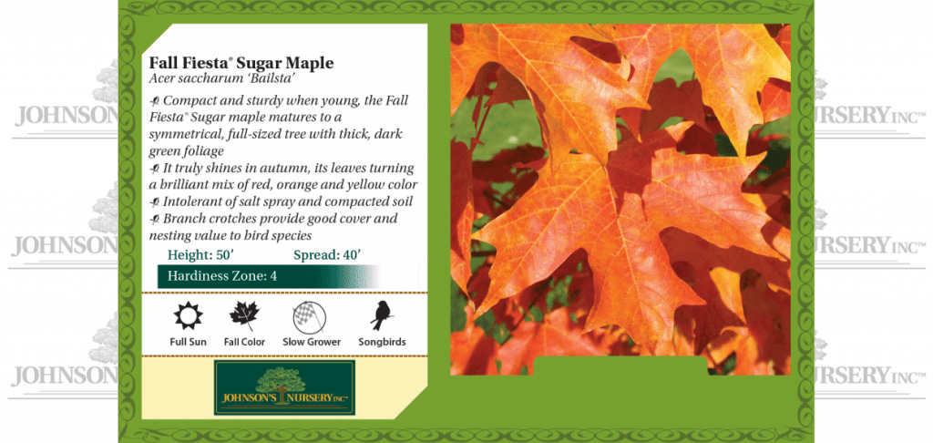 Fall Fiesta® Sugar Maple | Johnson's Nursery | KB