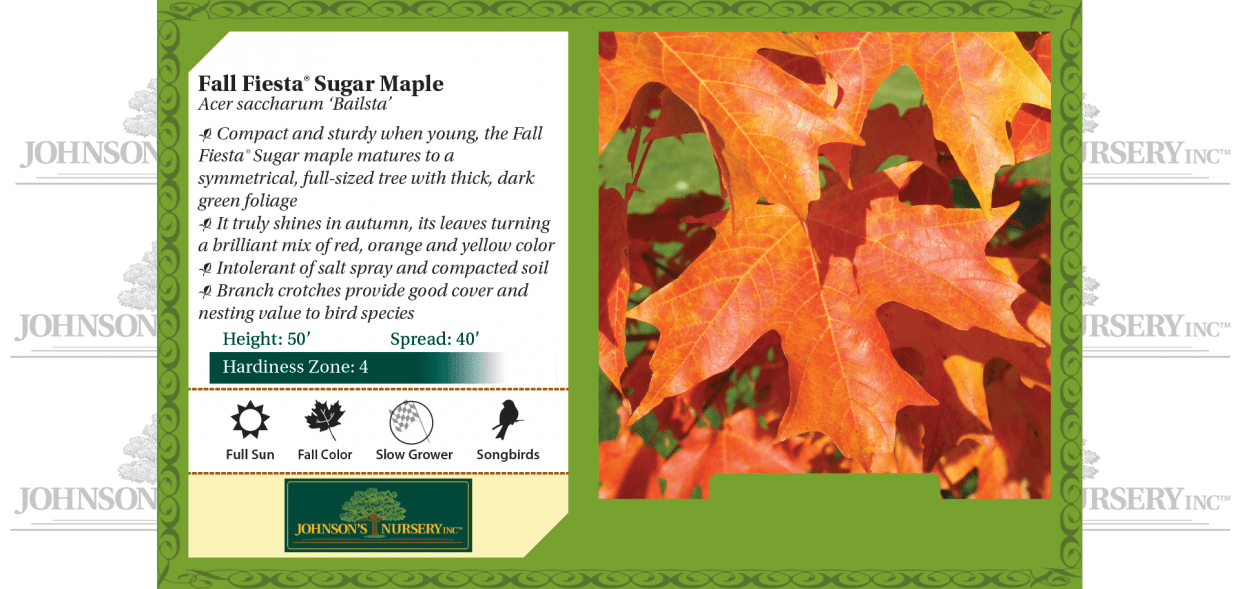 Fall Fiesta® Sugar Maple | Johnson's Nursery | KB