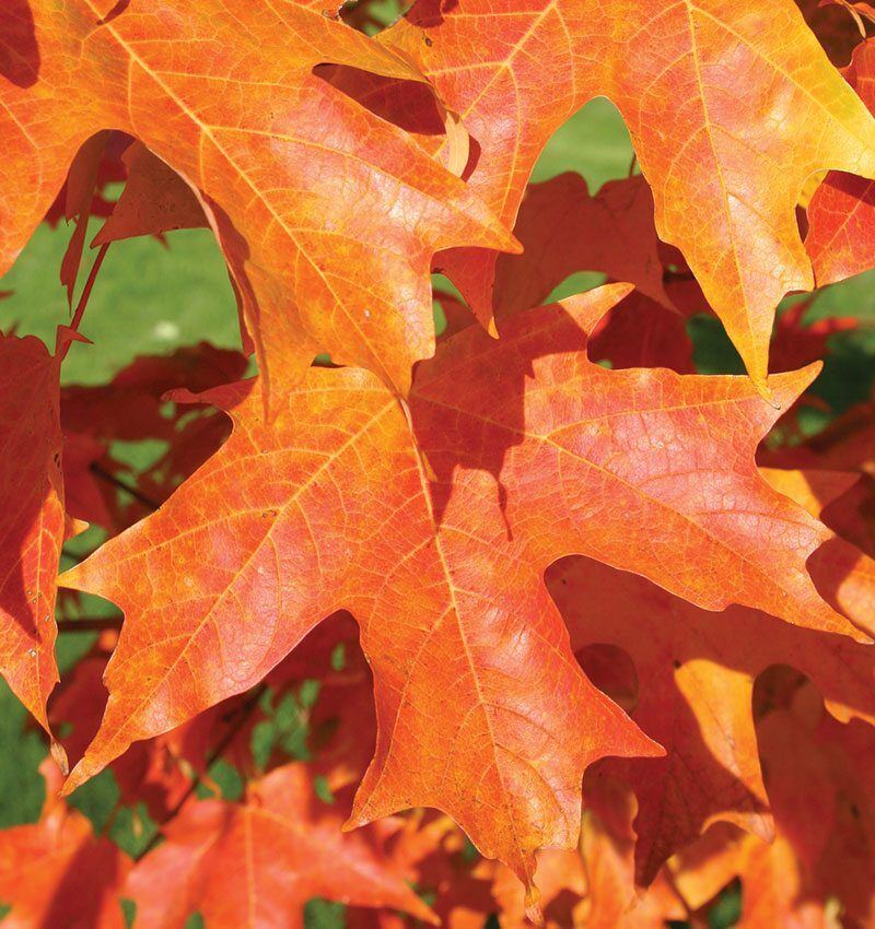 Fall Fiesta® Sugar Maple | Johnson's Nursery | KB