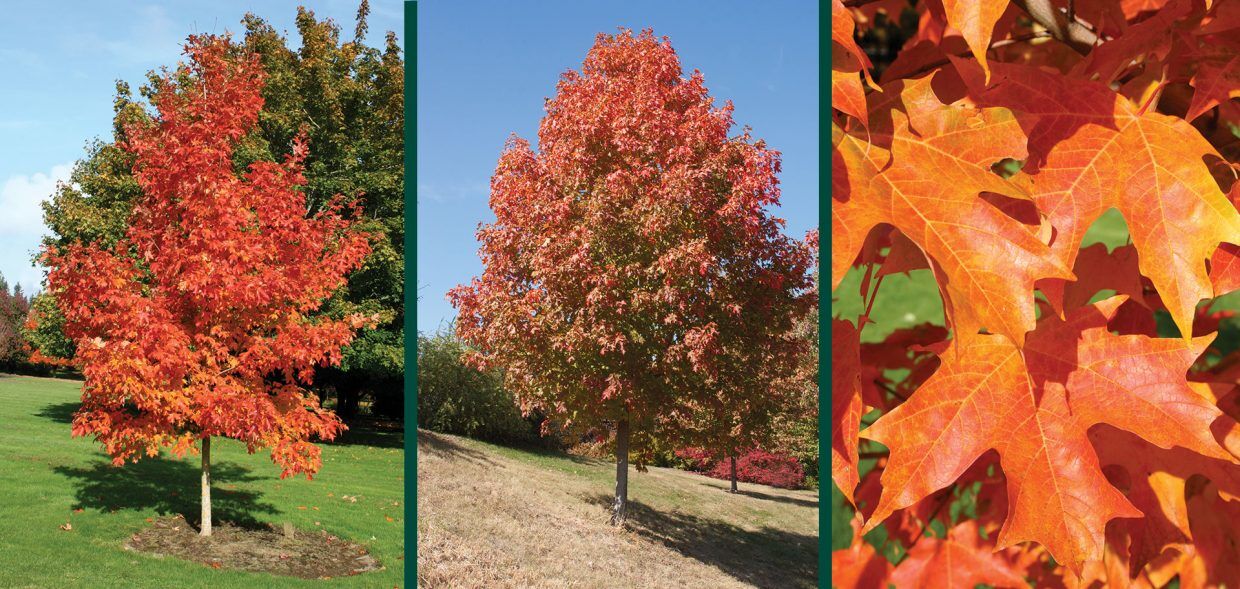 Fall Fiesta® Sugar Maple | Johnson's Nursery | KB