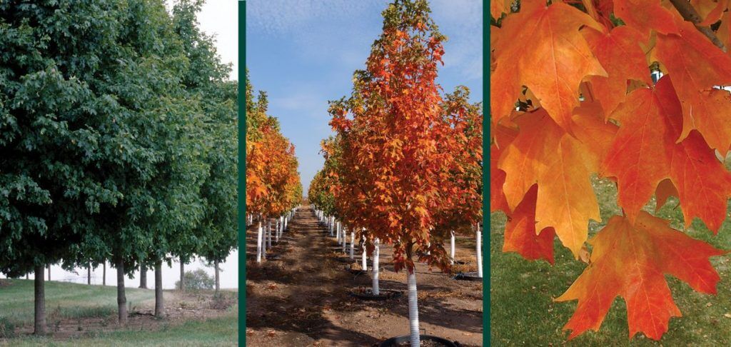 Fall Fiesta® Sugar Maple | Johnson's Nursery | KB