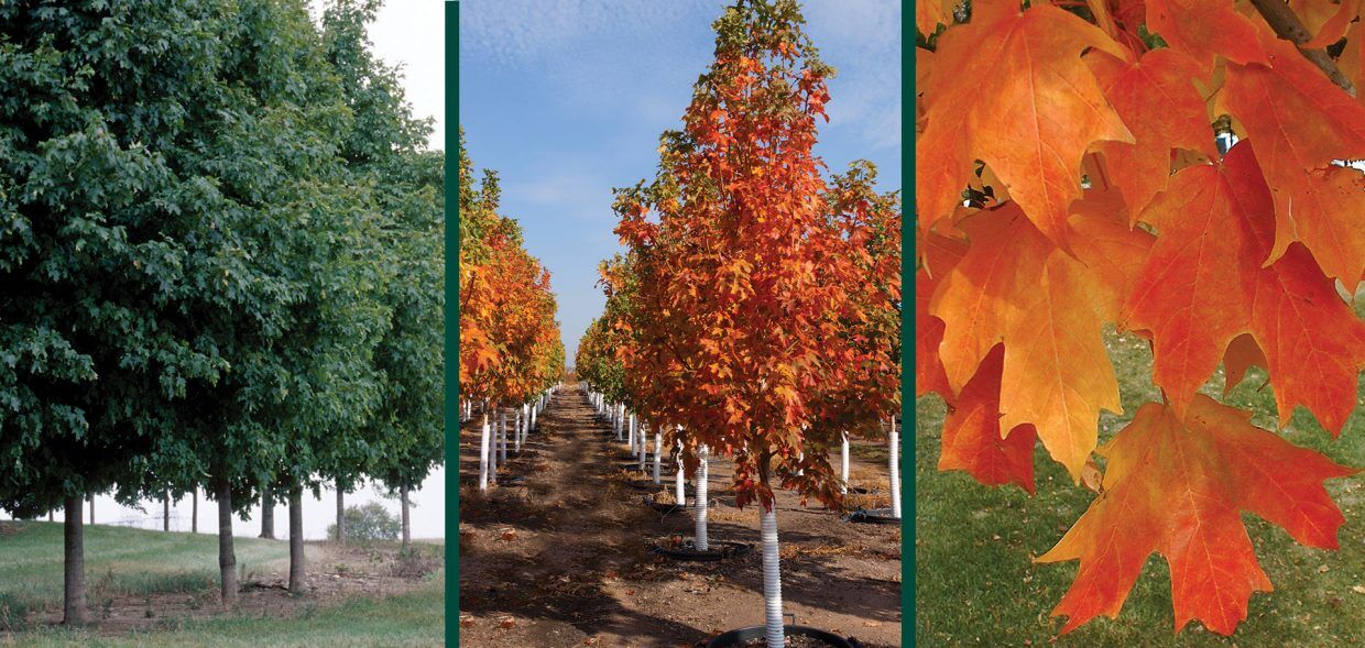 Fall Fiesta® Sugar Maple | Johnson's Nursery | KB