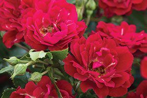 Red Drift® Rose | Johnson's Nursery | KB