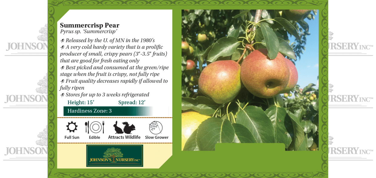 Summercrisp Pear | Johnson's Nursery | KB