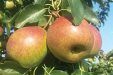 Summercrisp Pear | Johnson's Nursery | KB