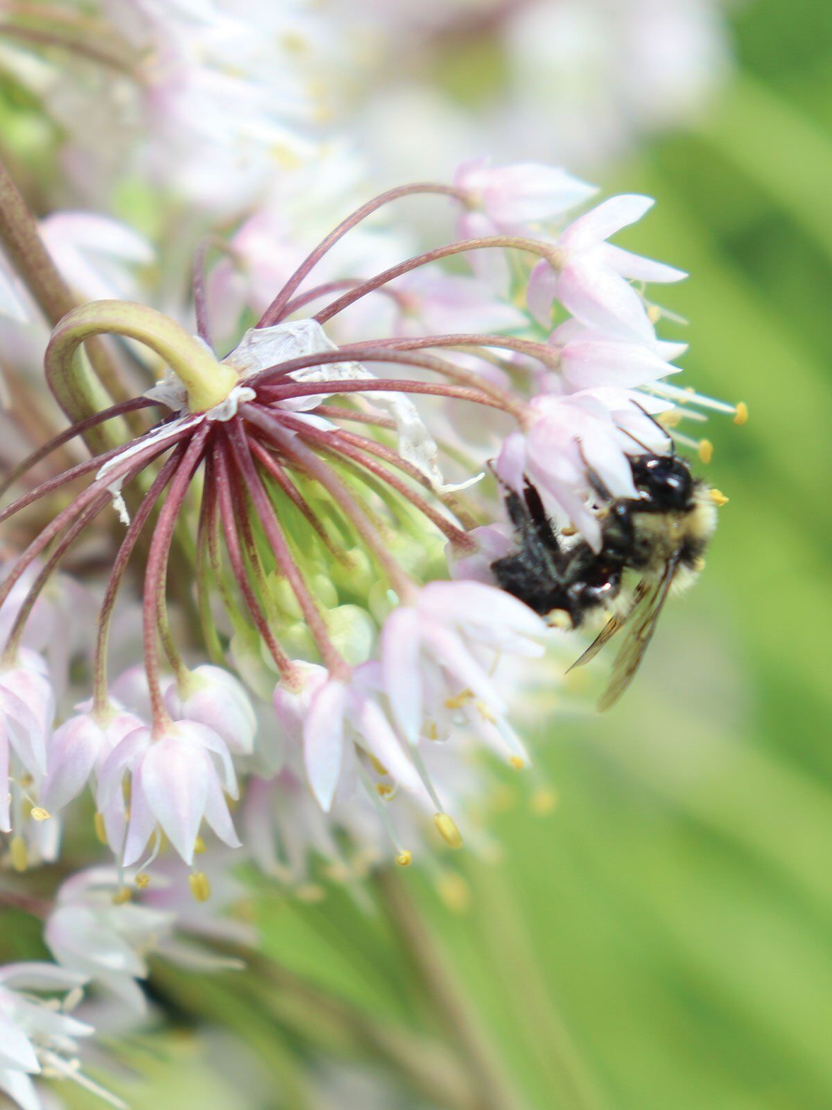Wisconsin Native Plant Guide | Johnson's Nursery | KB