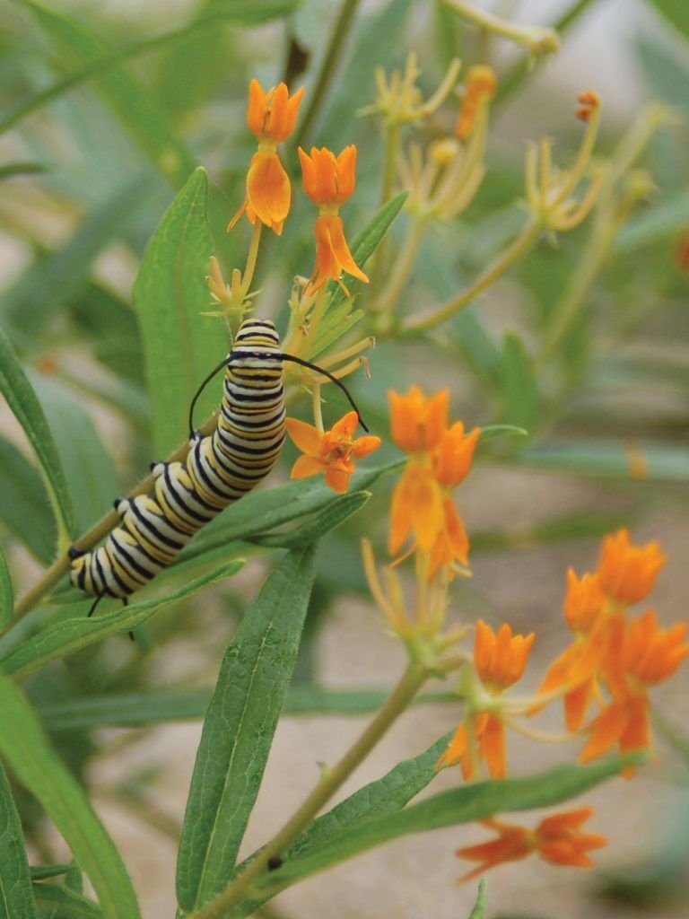 Wisconsin Native Plant Guide | Johnson's Nursery | KB