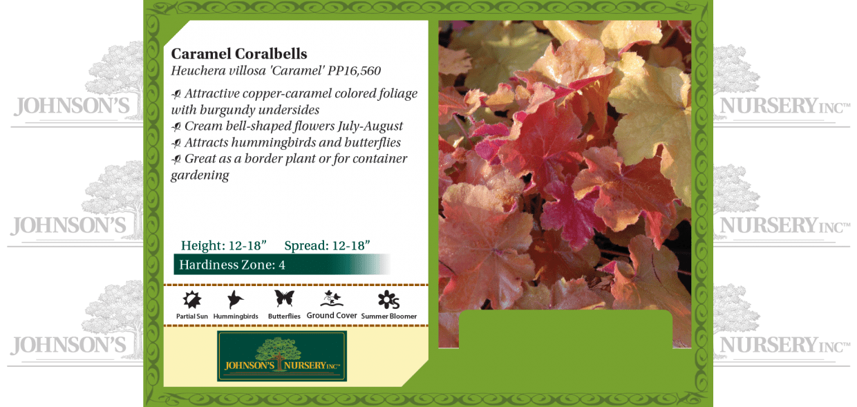 Caramel Coral Bells | Johnson's Nursery | KB