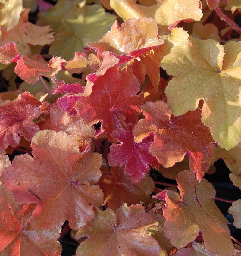 Caramel Coral Bells | Johnson's Nursery | KB