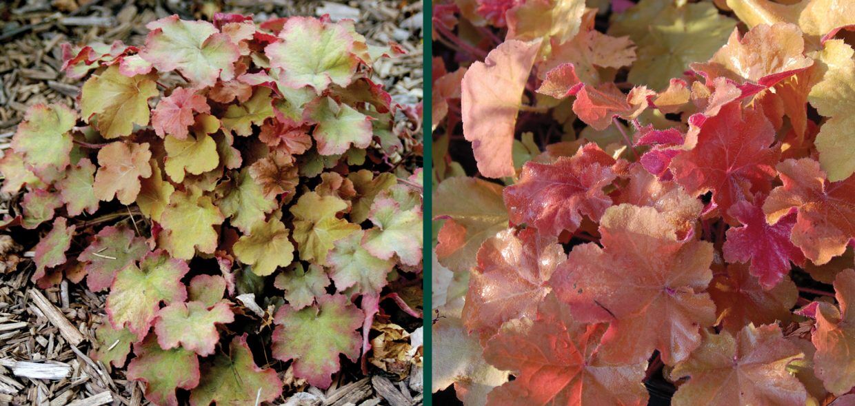 Caramel Coral Bells | Johnson's Nursery | KB