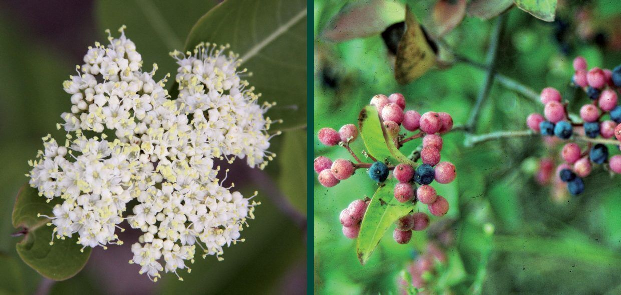 Freedom™ Witherod Viburnum | Johnson's Nursery | KB