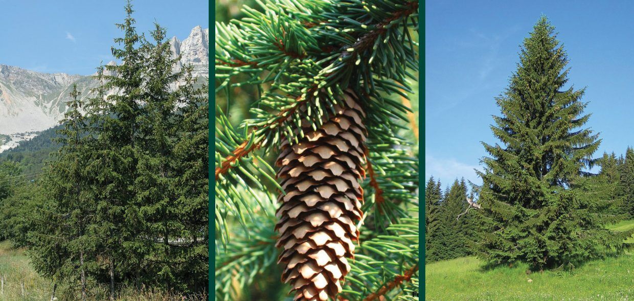 Norway Spruce | Johnson's Nursery | KB