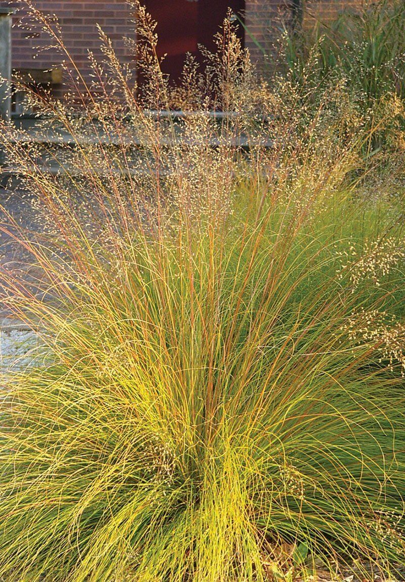 Prairie Dropseed Grass | Johnson's Nursery | KB