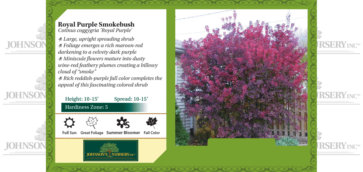 Royal Purple Smokebush | Johnson's Nursery | KB