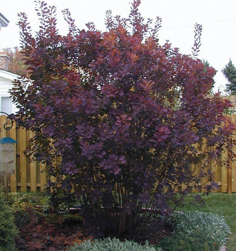 Royal Purple Smokebush | Johnson's Nursery | KB