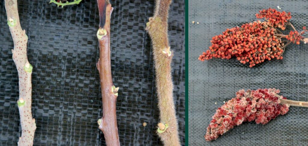 Sumacs: The Good, the Bad & the Beautiful | Johnson's Nursery | KB