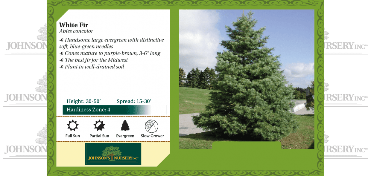 abies concolor native range