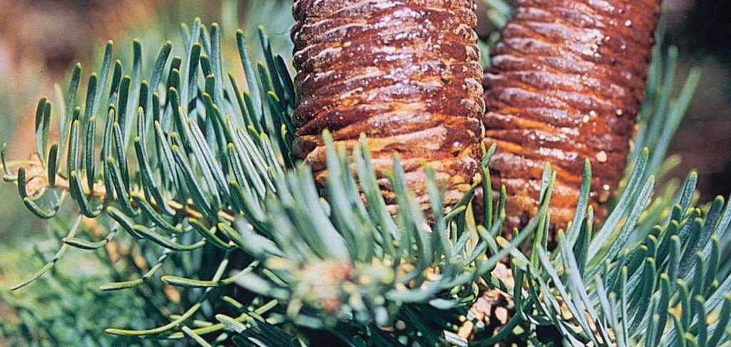 White Fir | Johnson's Nursery | KB