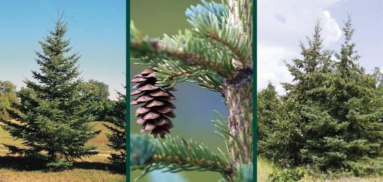 White Spruce | Johnson's Nursery | KB