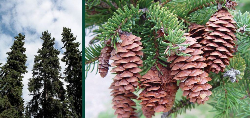 White Spruce | Johnson's Nursery | KB